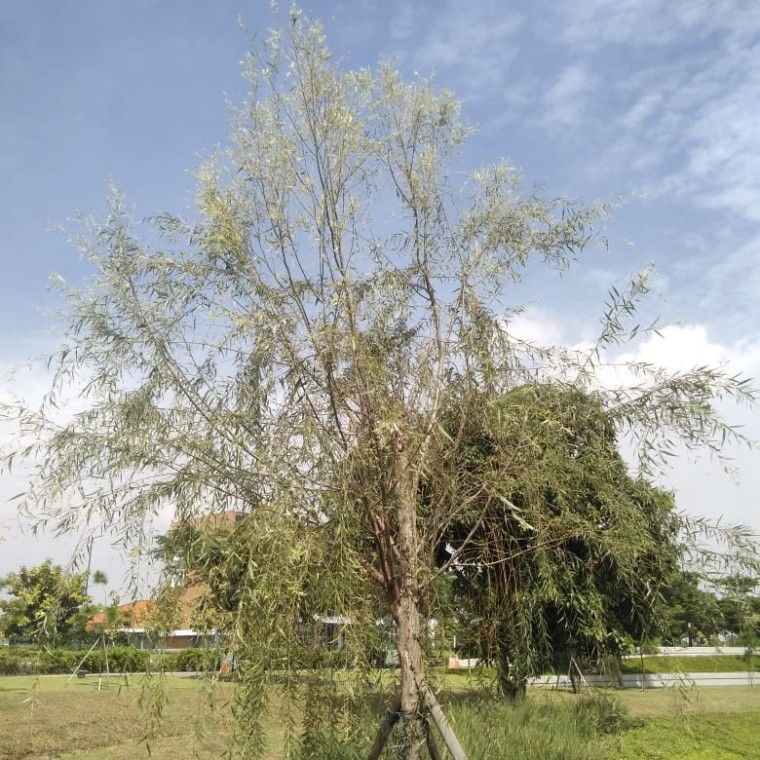 - Summarecon Bandung