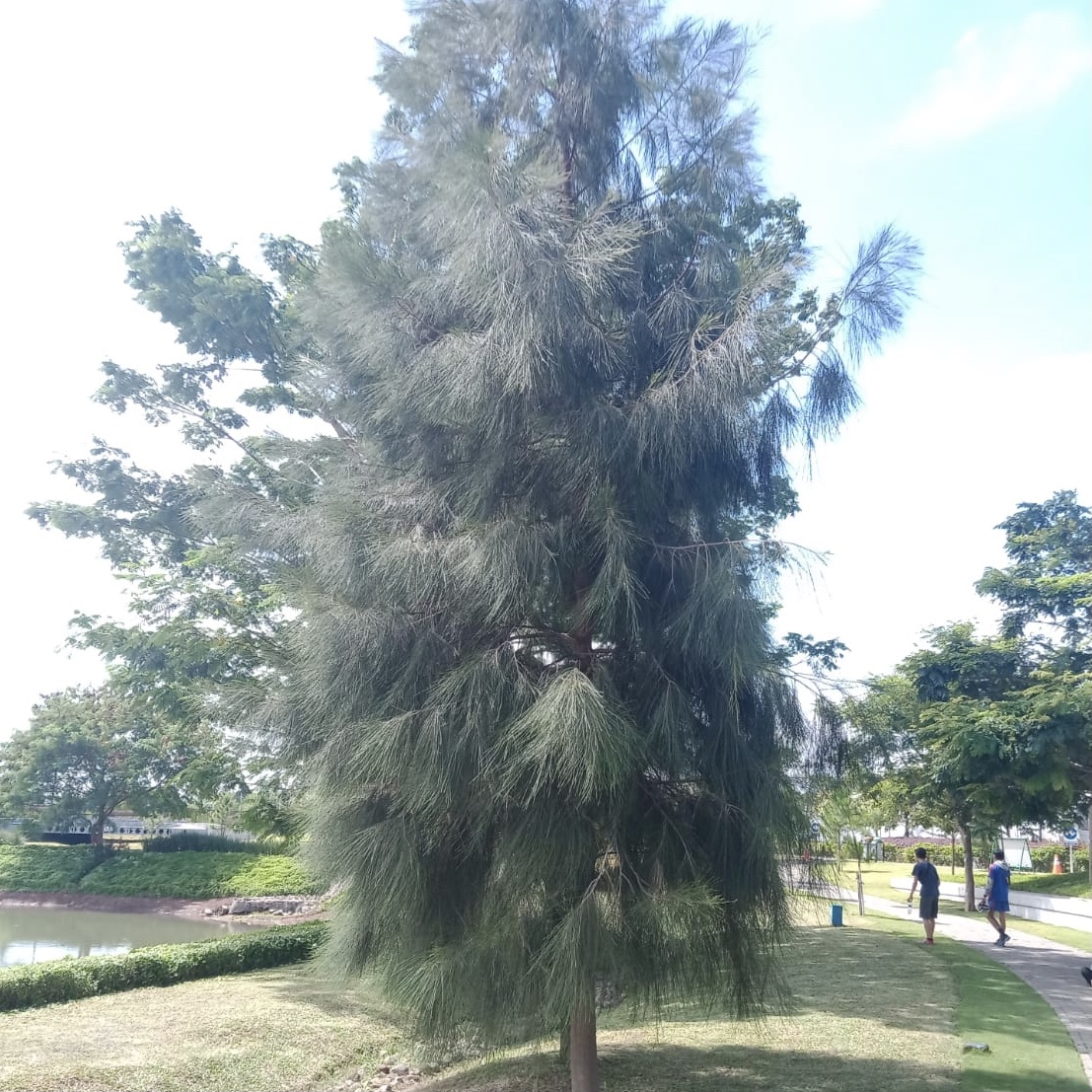 - Summarecon Bandung